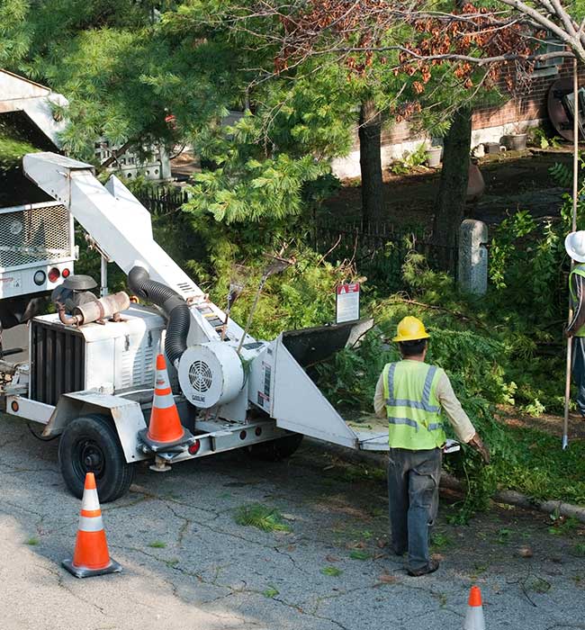 Chipping Services - All City Trees