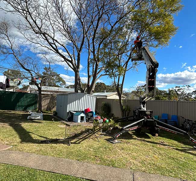 Tree Pruning - All City Trees